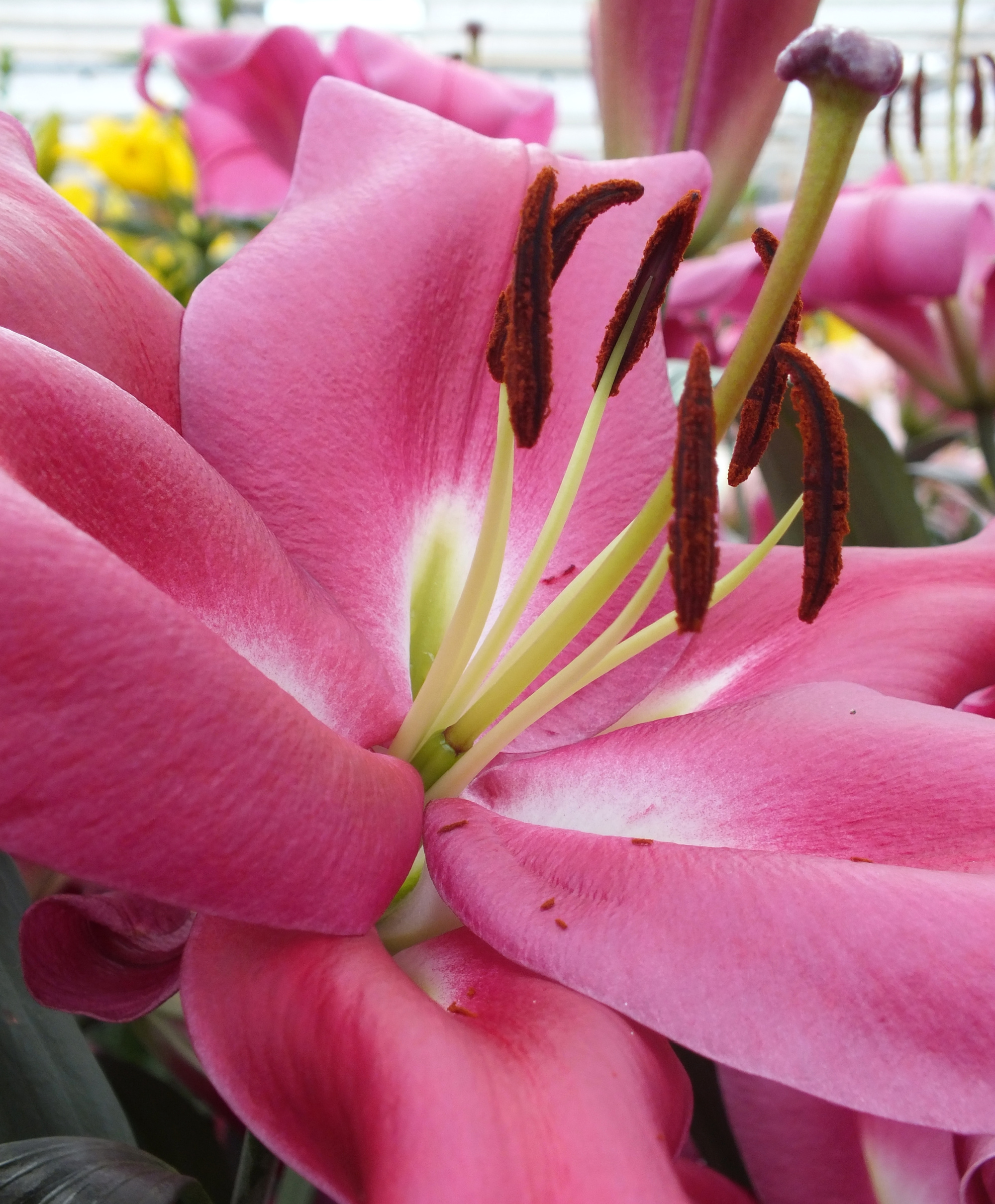 Lilies - Flower Bulb Index