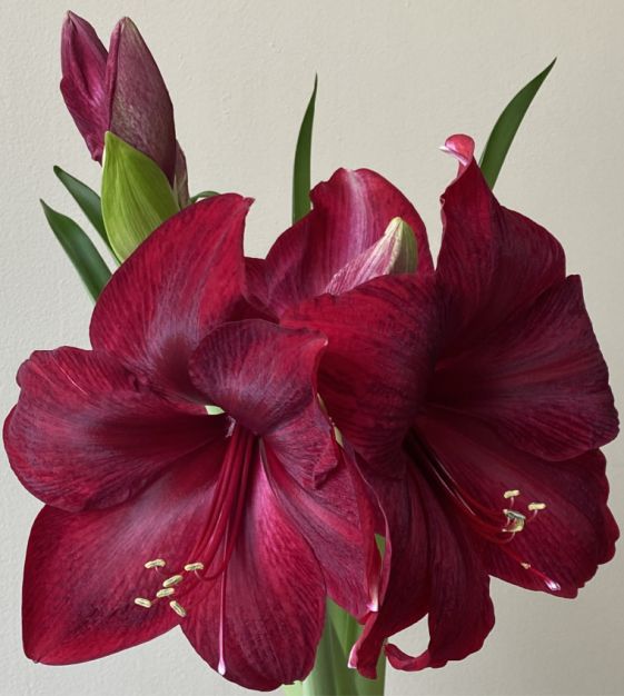 Amaryllis Red Pearl | John Scheepers Beauty From Bulbs