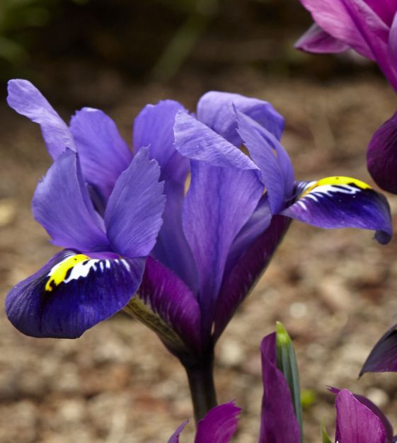 Blue And Yellow Iris Flower
