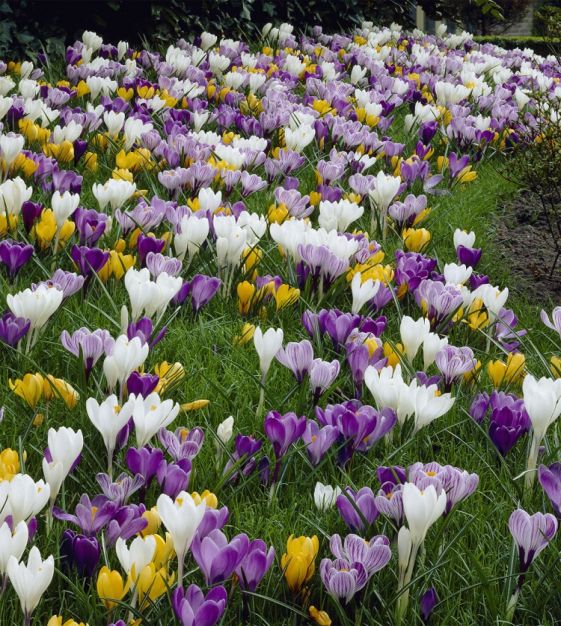 The Large Flowering Dutch Crocus Mixture