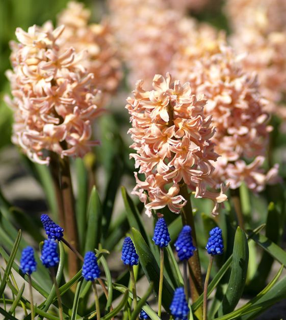 Hyacinthus orientalis Gypsy Queen | John Scheepers Beauty from Bulbs