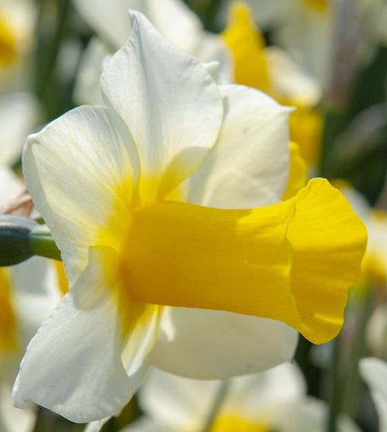 Echo And Narcissus Flower