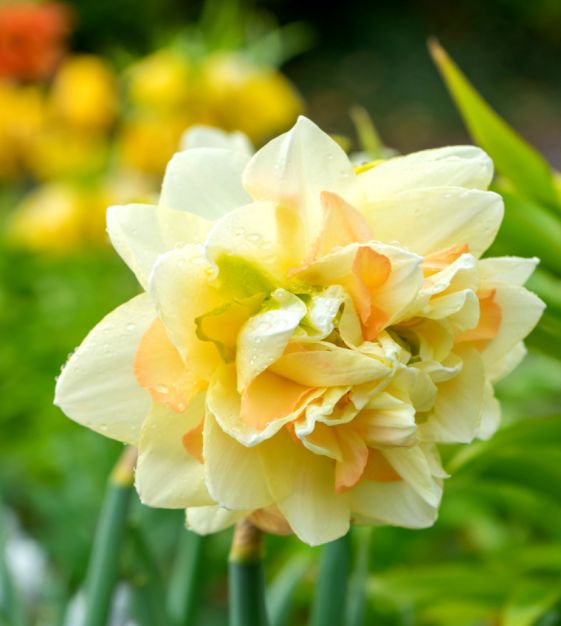 Narcissus Pom Pom Rose | John Scheepers Beauty From Bulbs