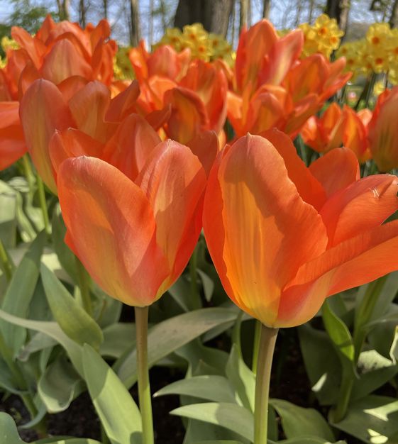 Tulip Orange Emperor | John Scheepers Beauty from Bulbs