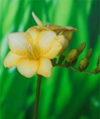 Freesias | John Scheepers Beauty from Bulbs