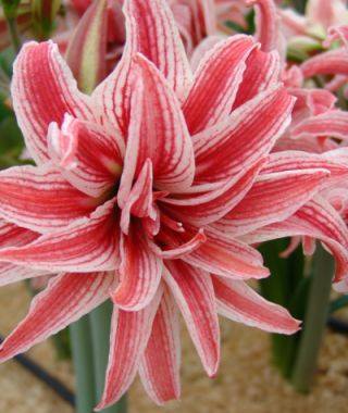 Double Dutch Amaryllis | John Scheepers Beauty from Bulbs