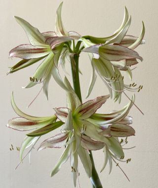 Exotic Dutch Amaryllis | John Scheepers Beauty from Bulbs