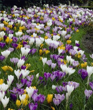 Dutch Large Flowering Crocus | John Scheepers Beauty from Bulbs
