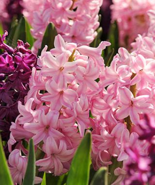Hyacinths | John Scheepers Beauty from Bulbs