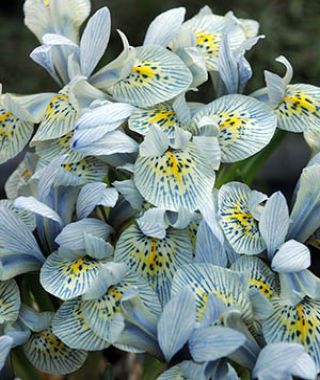 Rock Garden Iris | John Scheepers Beauty from Bulbs