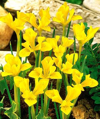 Rock Garden Iris | John Scheepers Beauty from Bulbs