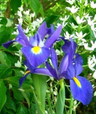Dutch Iris | John Scheepers Beauty from Bulbs