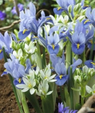 Rock Garden Iris | John Scheepers Beauty from Bulbs