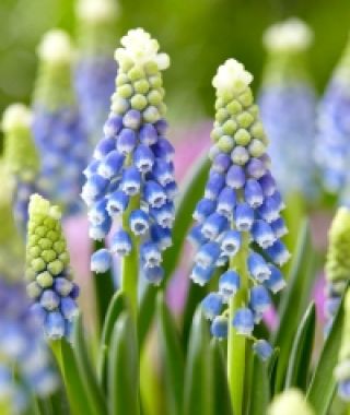 Muscari | John Scheepers Beauty from Bulbs
