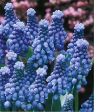 Muscari | John Scheepers Beauty from Bulbs