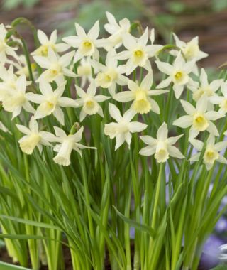Miniature Narcissus | John Scheepers Beauty from Bulbs