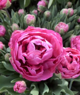 Peony Flowering Tulips | John Scheepers Beauty from Bulbs