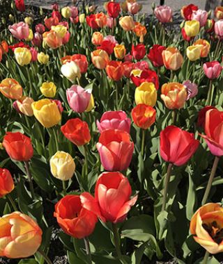 Giant Darwin Hybrid Tulips | John Scheepers Beauty from Bulbs