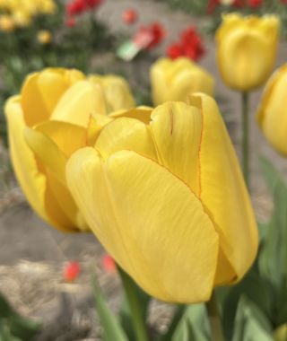 Giant Darwin Hybrid Tulips | John Scheepers Beauty from Bulbs