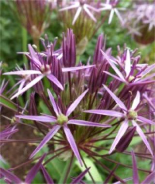 Allium | John Scheepers Beauty from Bulbs