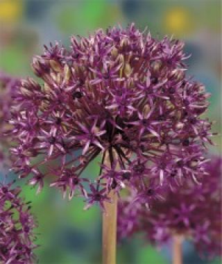 Allium | John Scheepers Beauty from Bulbs