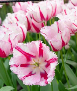 Fringed Tulips | John Scheepers Beauty from Bulbs