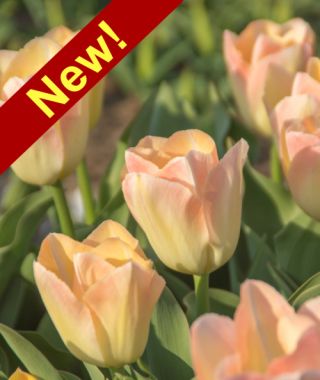 Giant Darwin Hybrid Tulips | John Scheepers Beauty from Bulbs