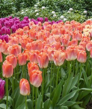 Giant Darwin Hybrid Tulips | John Scheepers Beauty from Bulbs