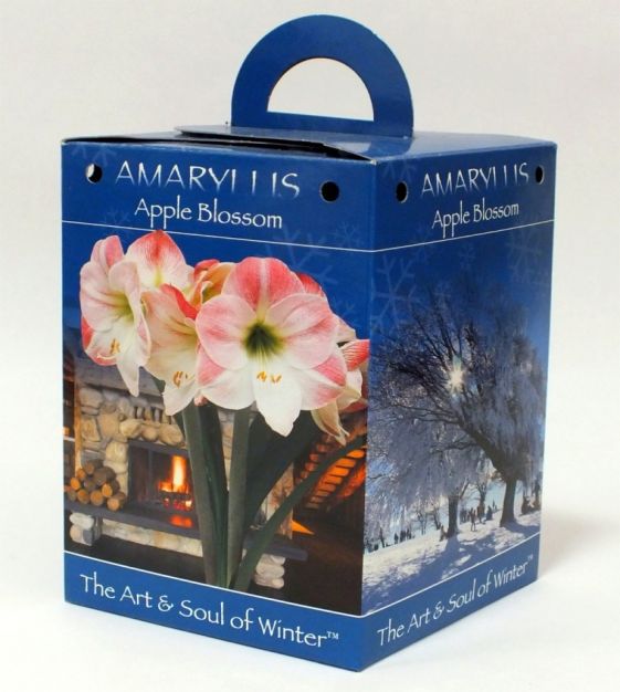 Amaryllis Apple Blossom Gift Box