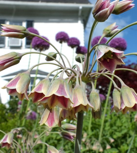 Allium siculum bulgaricum | John Scheepers Beauty from Bulbs