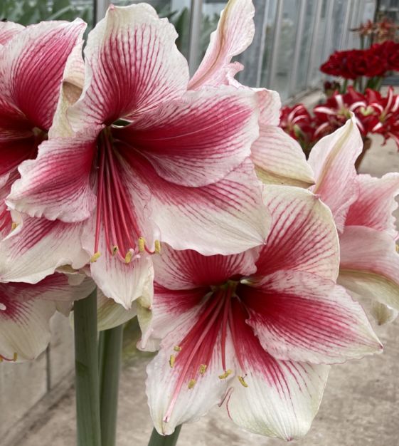 Amaryllis: Hoa Amaryllis và Ý Nghĩa Biểu Tượng Sâu Sắc