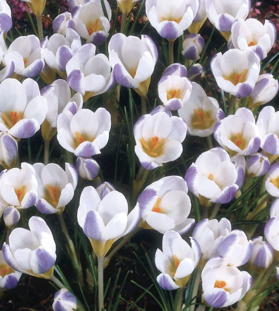 Crocus chrysanthus Blue Bird | John Scheepers Beauty From Bulbs
