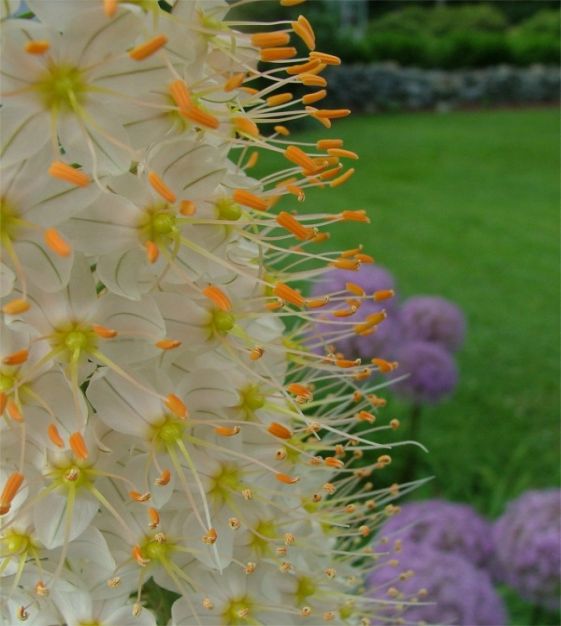 Eremurus robustus Line Dance | John Scheepers Beauty from Bulbs