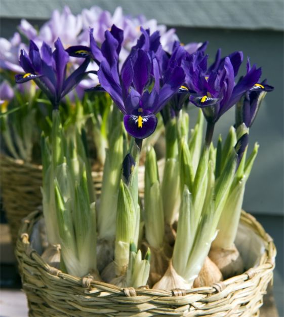 Iris reticulata Pixie