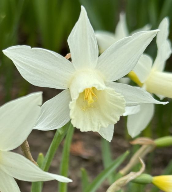 Trumpet Daffodil Elka | John Scheepers Beauty from Bulbs
