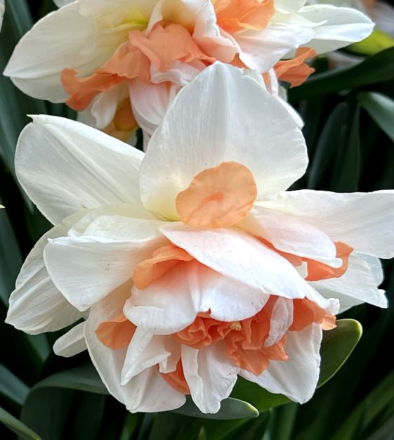 Narcissus Replete | John Scheepers Beauty from Bulbs