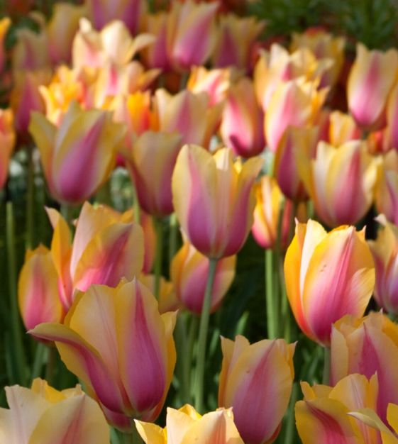 Tulip Blushing Lady