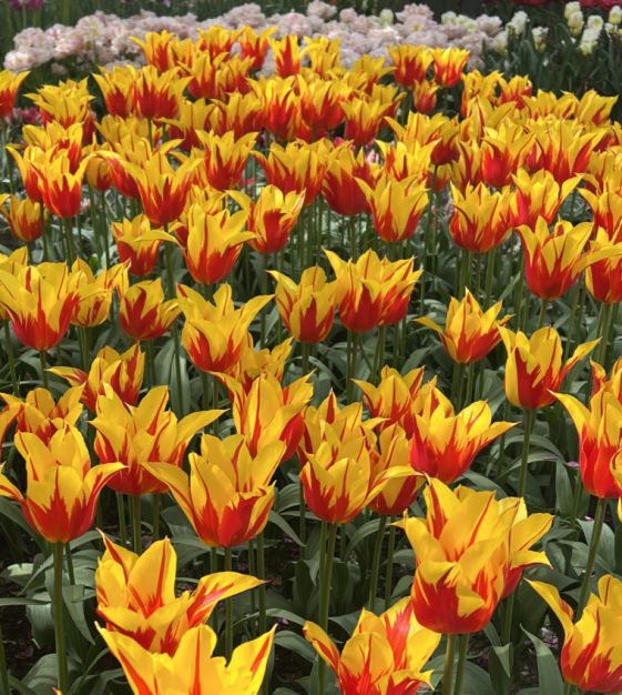 Tulip Fire Wings | John Scheepers Beauty from Bulbs