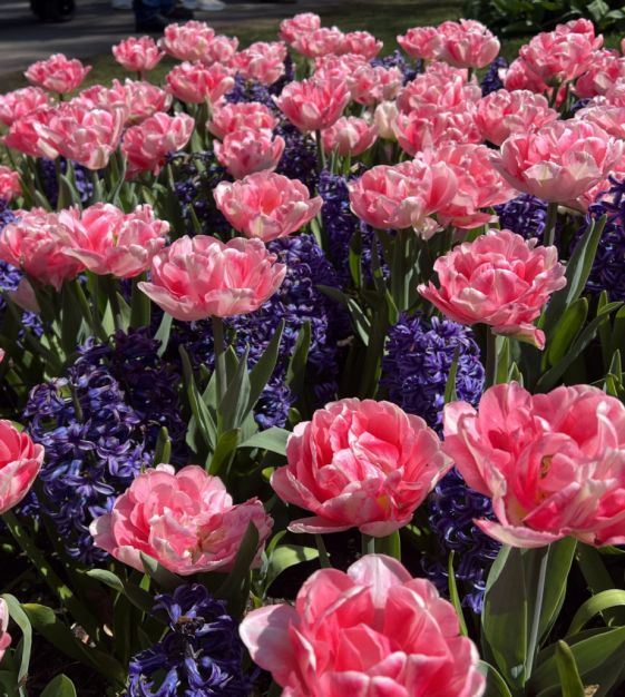 Tulip Foxtrot | John Scheepers Beauty from Bulbs