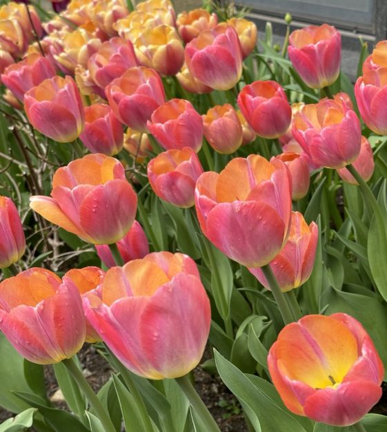 Giant Darwin Hybrid Tulip Kunyun | John Scheepers Beauty from Bulbs