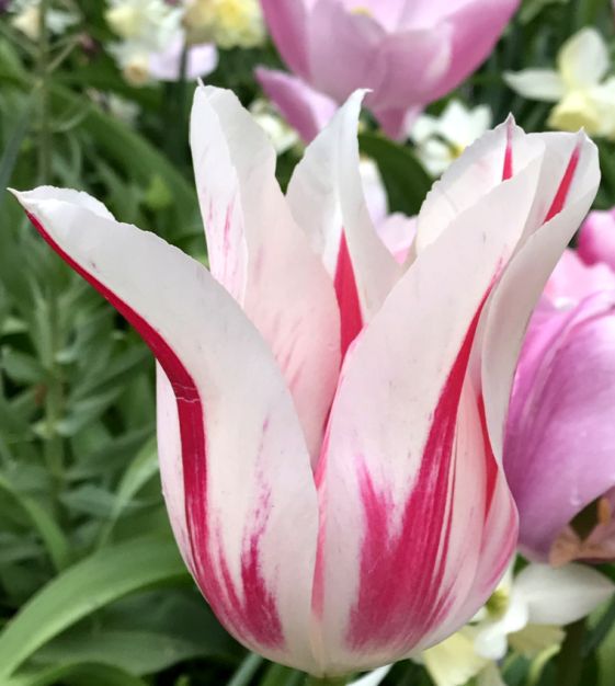 Tulip Marilyn