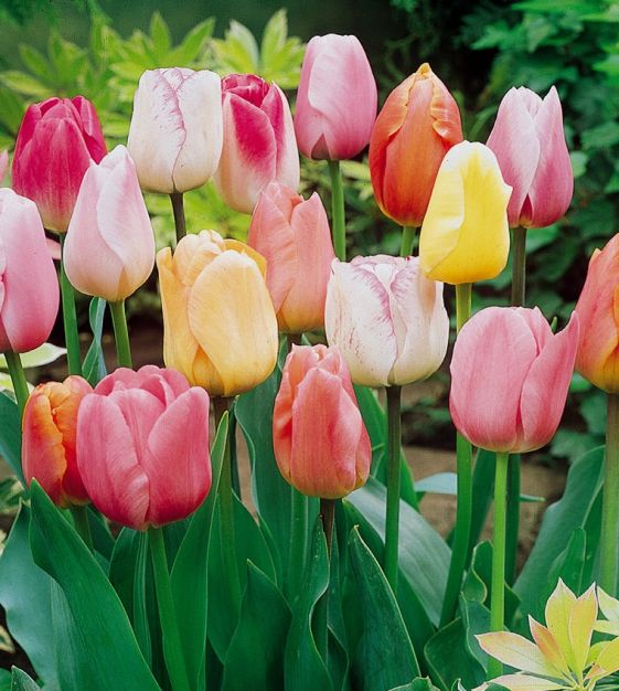 The Single Late Pastel Tulip Mixture