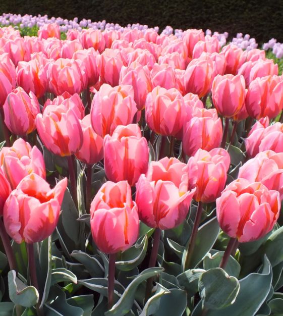 Tulip Pretty Princess | John Scheepers Beauty from Bulbs