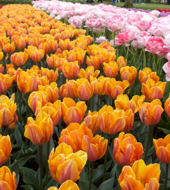 Tulip Princess Irene | John Scheepers Beauty from Bulbs