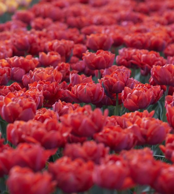 Tulip Red Princess | John Scheepers Beauty from Bulbs