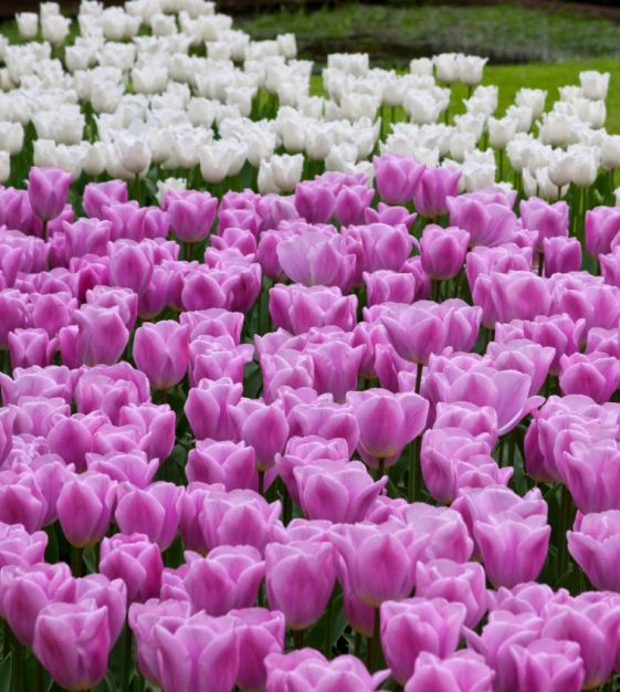 Tulip Synaeda Amour | John Scheepers Beauty from Bulbs