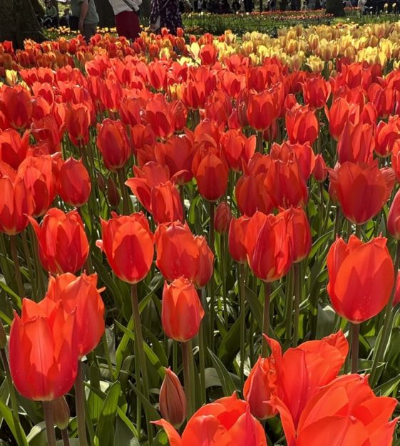 Tulip Temple of Beauty