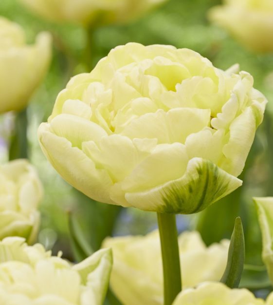 Double Early Tulip Avant Garde | John Scheepers Beauty from Bulbs