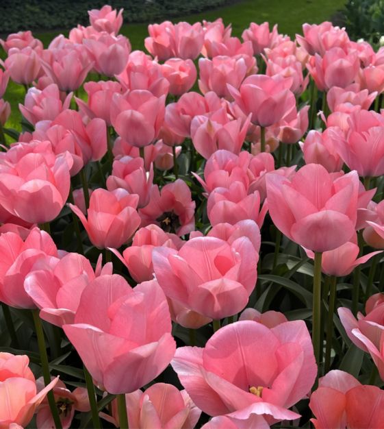 Tulip Bella Blush | John Scheepers Beauty From Bulbs