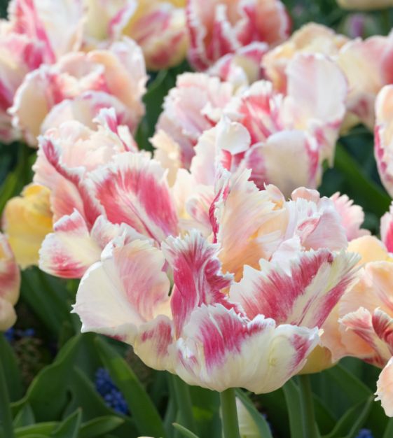 Tulip Blushing Parrot | John Scheepers Beauty From Bulbs